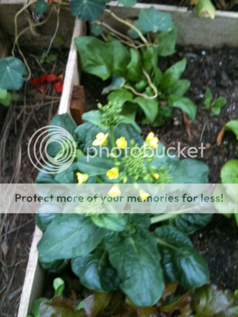 What does it mean when my lettuce flowers? (summer, compost, eat ... What does it mean when my lettuce flowers? (summer, compost, eat ...